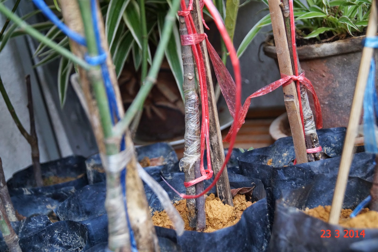 Experimental Farming: Approach Grafting & Stone Grafting.