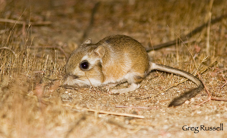 Biology of Animals: Dipodomys stephensi (Stephen's kangaroo rat)
