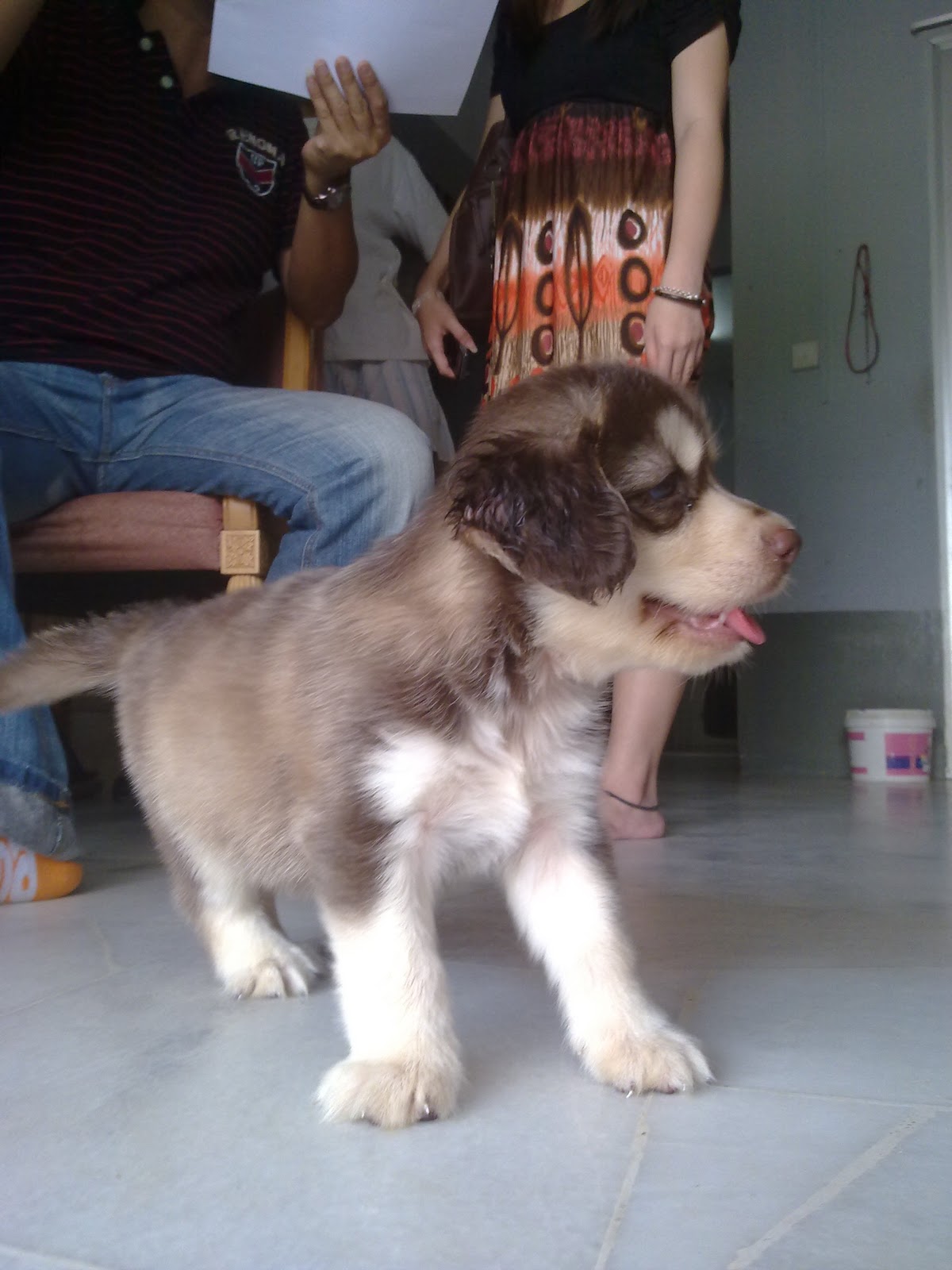 Fluffy Pets Centre: Siberian Husky Mix For Sale (SOLD)