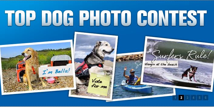 Bark Buckle UP: Summer Time Top Dog Photo Contest