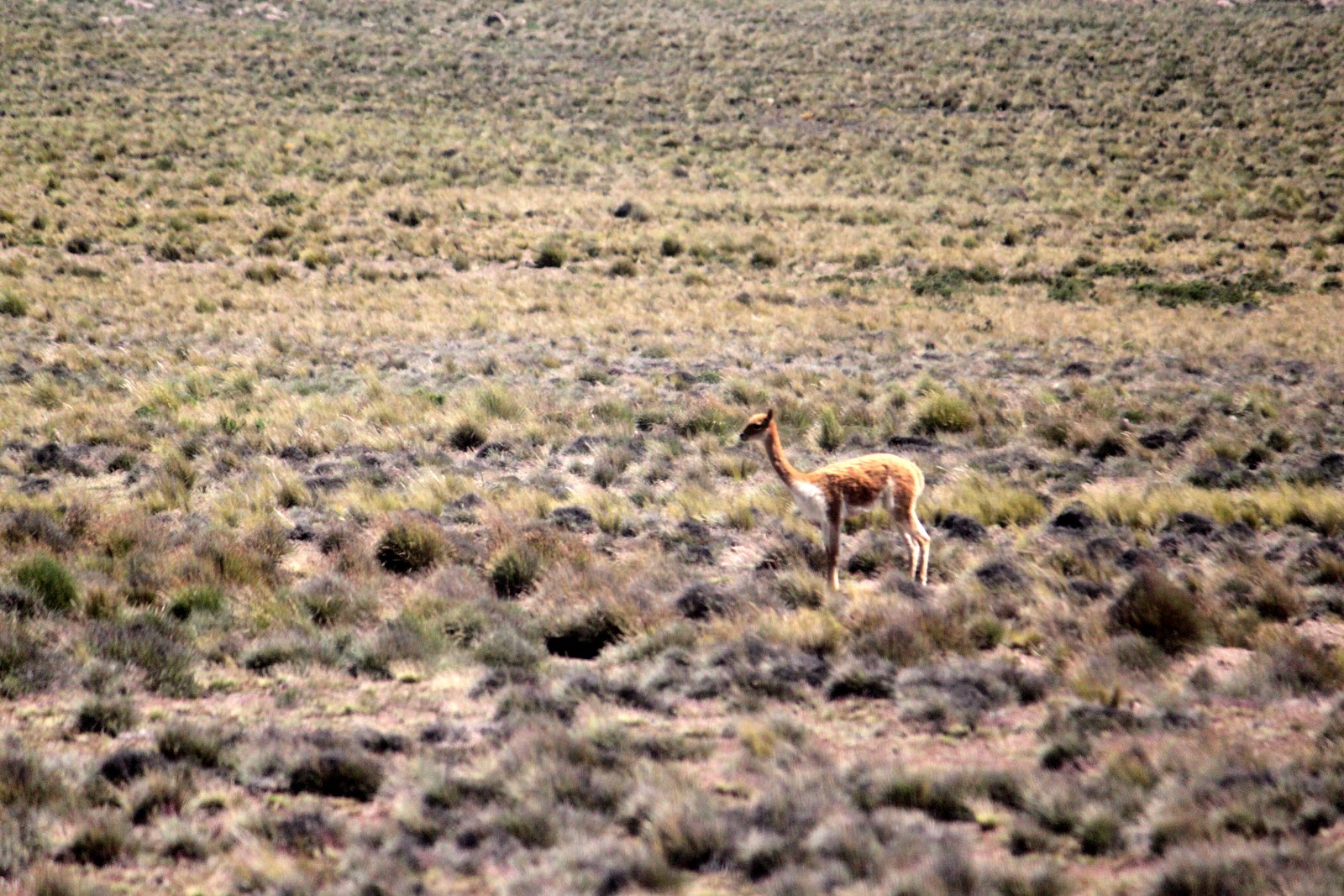 The Game of Life: Bolivia Recap