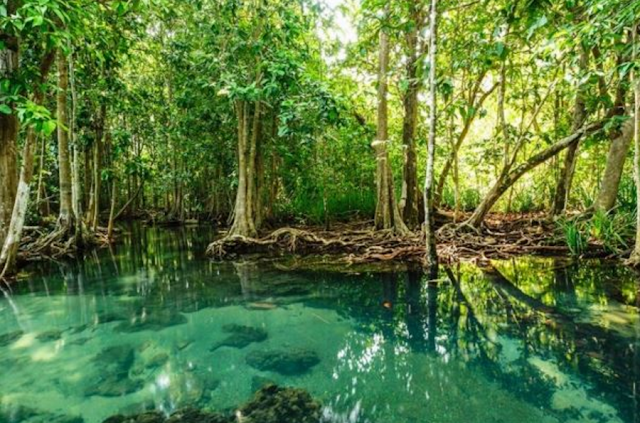 Mangrove forest jakarta indonesia - The site of personal enshrine every ...