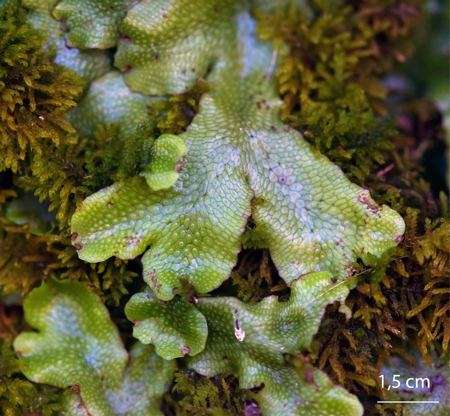 Proyecto Musgo: Conocephalum conicum