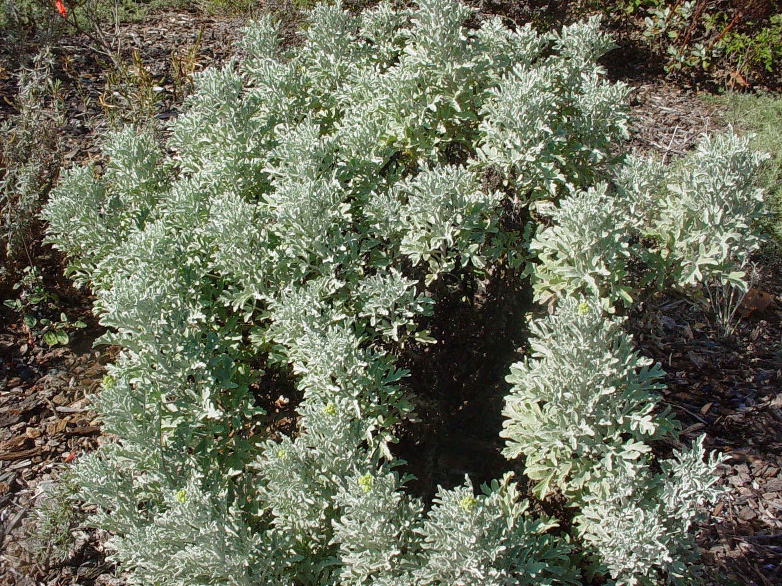 Mother Nature's Backyard - A Water-wise Garden: Plant of the Month ...