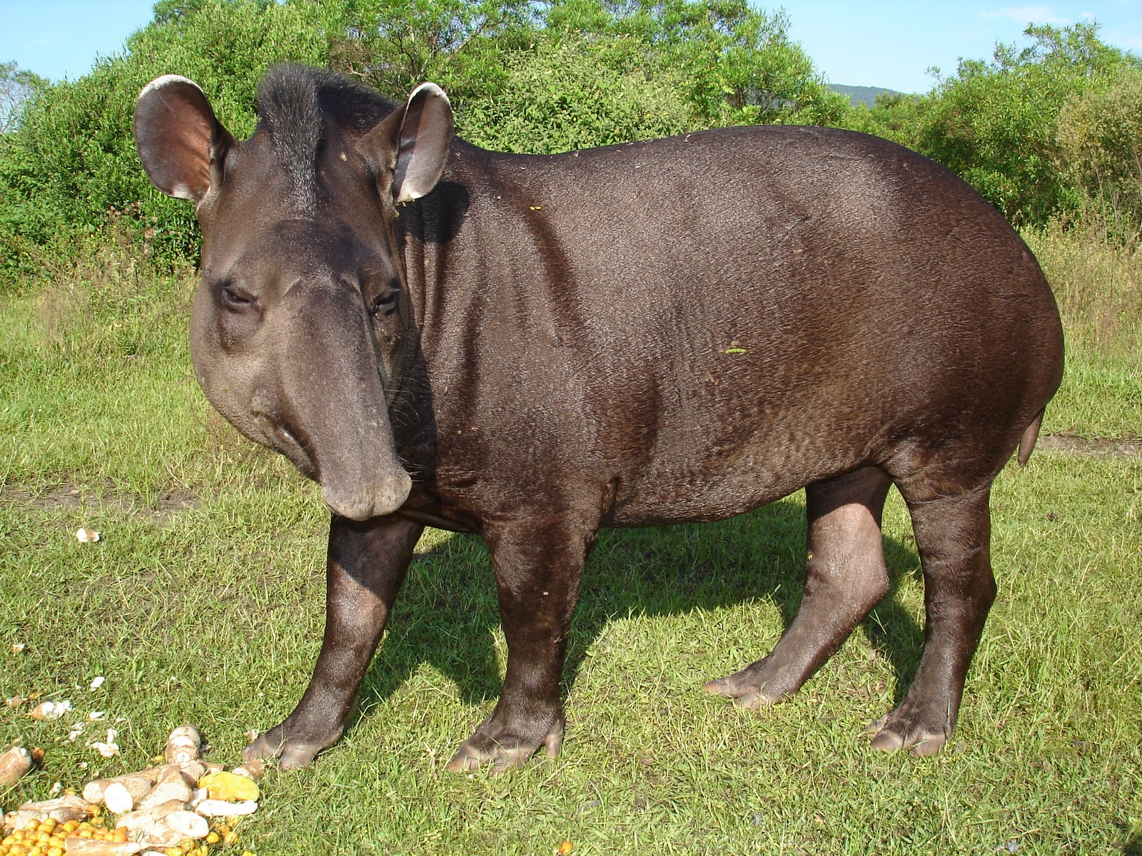 URBI ET ORBI: BICHOS DO BRASIL