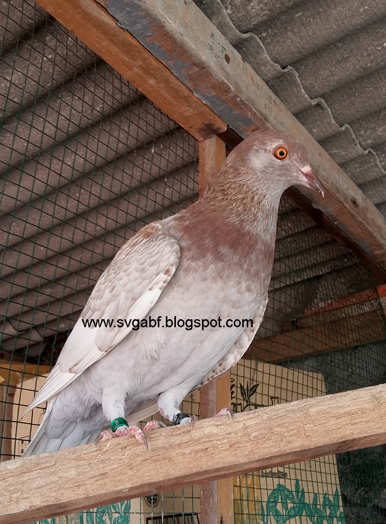 Merpati Balap SvGA Bird Farm: "TAMARA"