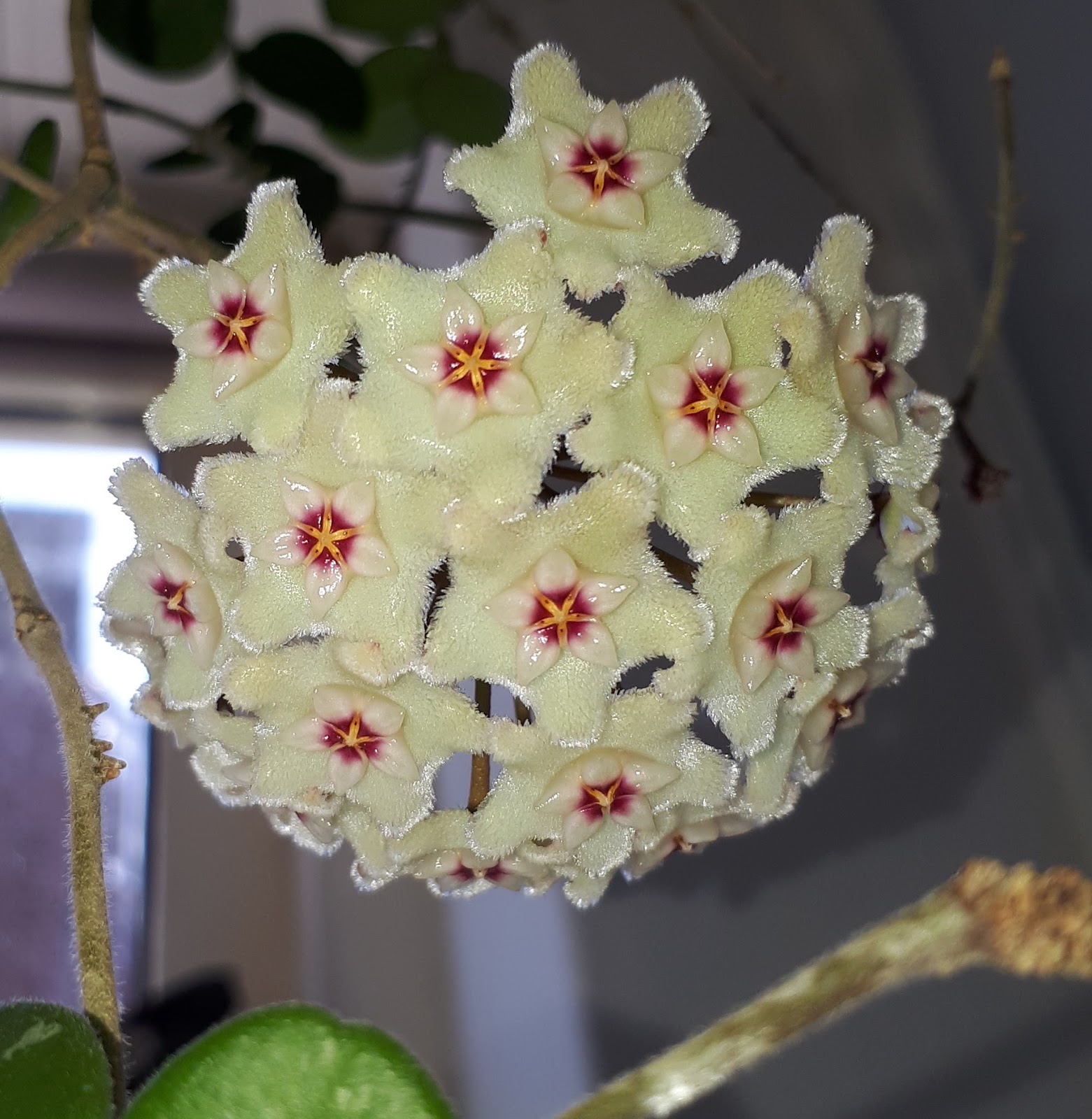 Gerrit's Hoya flowers: Hoya 'Mathilde'