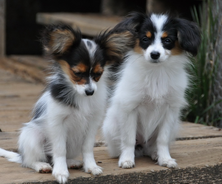 Road's End Papillons : When to Spay, Neuter Papillon, Phalene Dogs