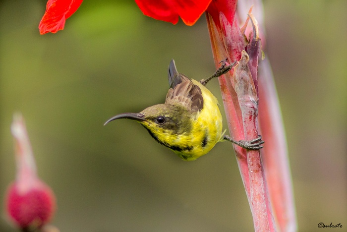 Indian Birds Photography: [BirdPhotoIndia] Purple Sunbird(eclipse male)