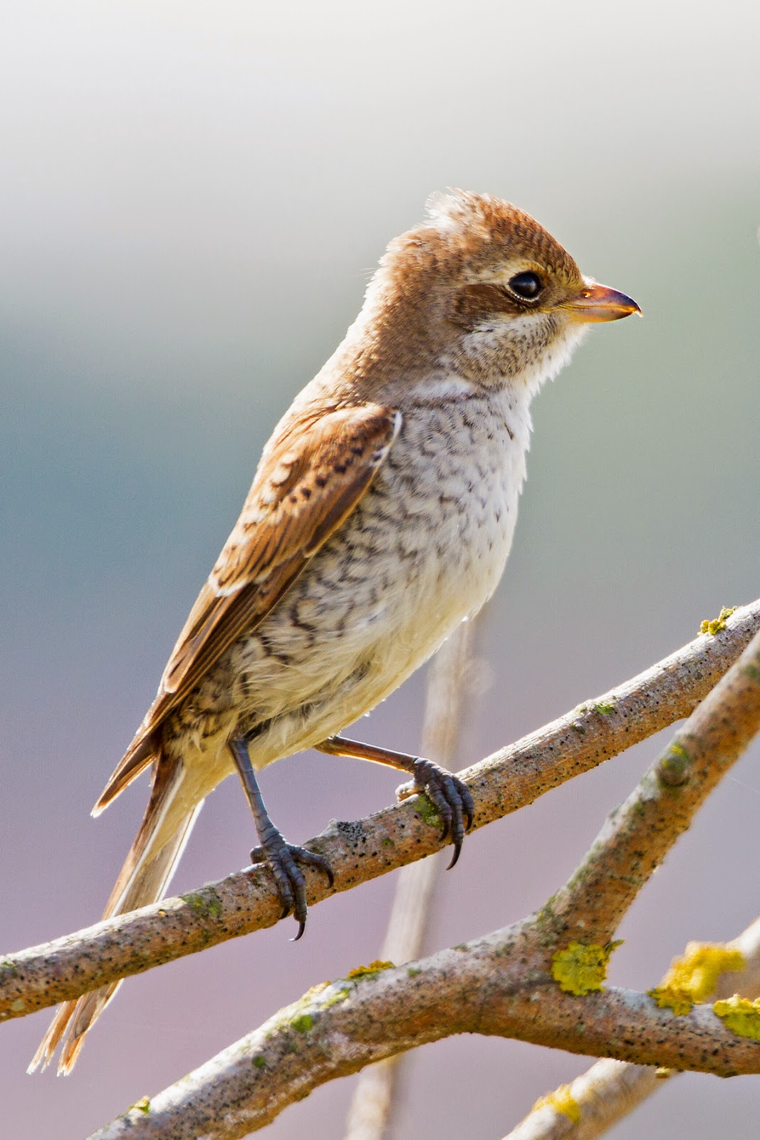 PETER'S PORTFOLIO..............Bird & Wildlife Photography: Red-backed ...