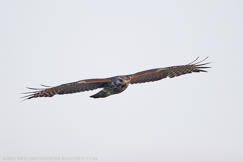 SWFloridabirder: Cooper's Hawk vs. Swallow-tailed Kite