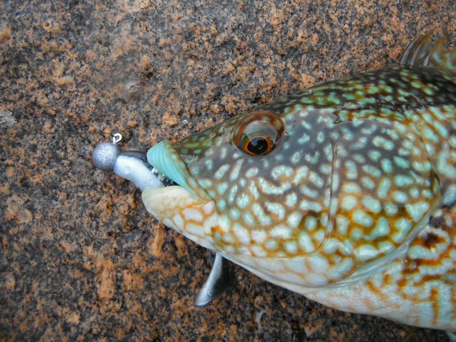 Fishing Jersey Channel Islands: Bass Assassin Lures