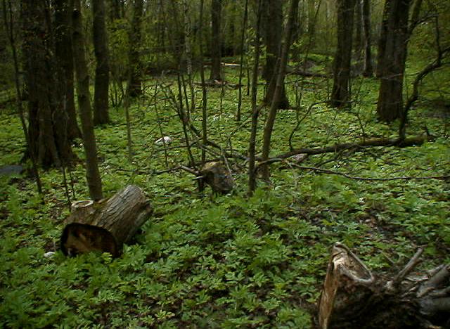 The Reference Reference: Forest I