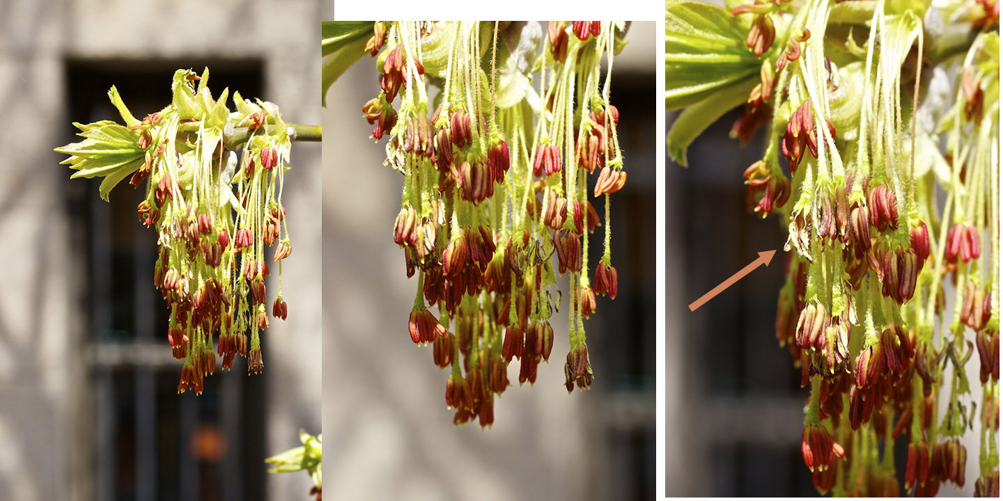 Flora Urbana: Érable négondo, Acer negundo, Manitoba maple