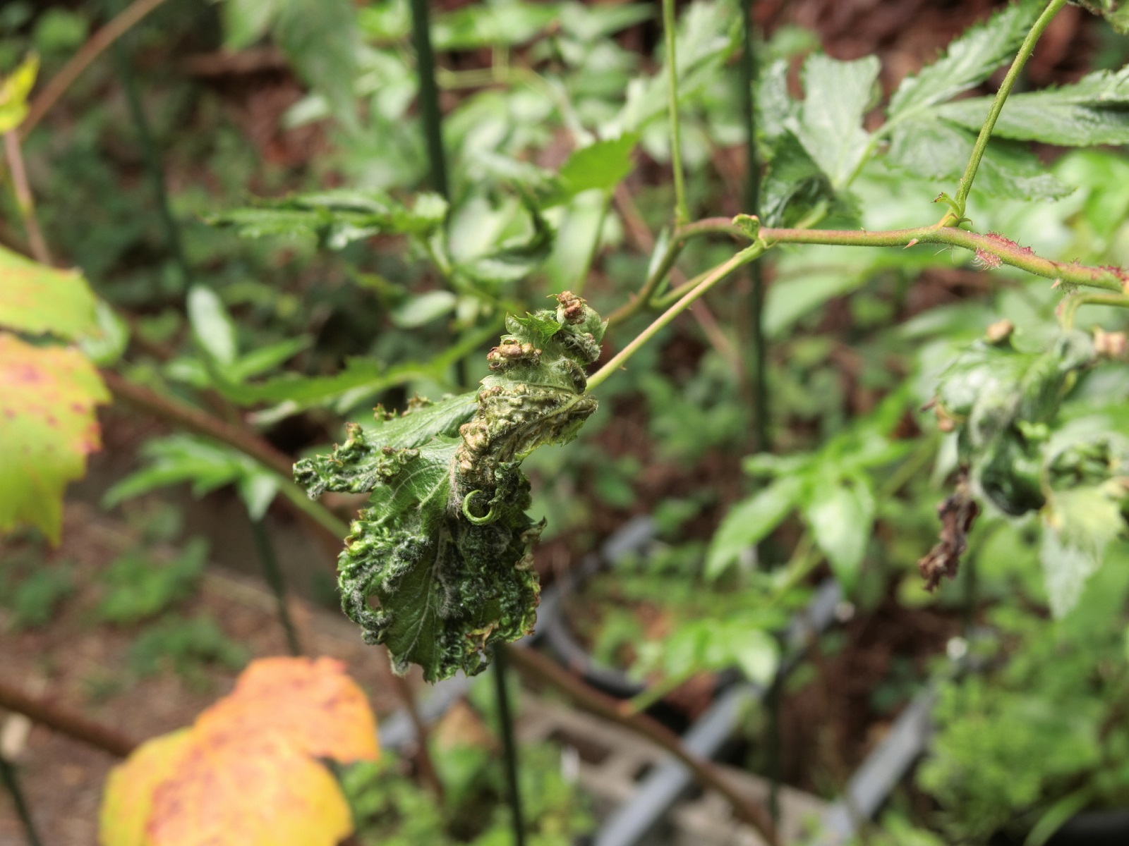 K-ichi's memo: 雑種キイチゴなど