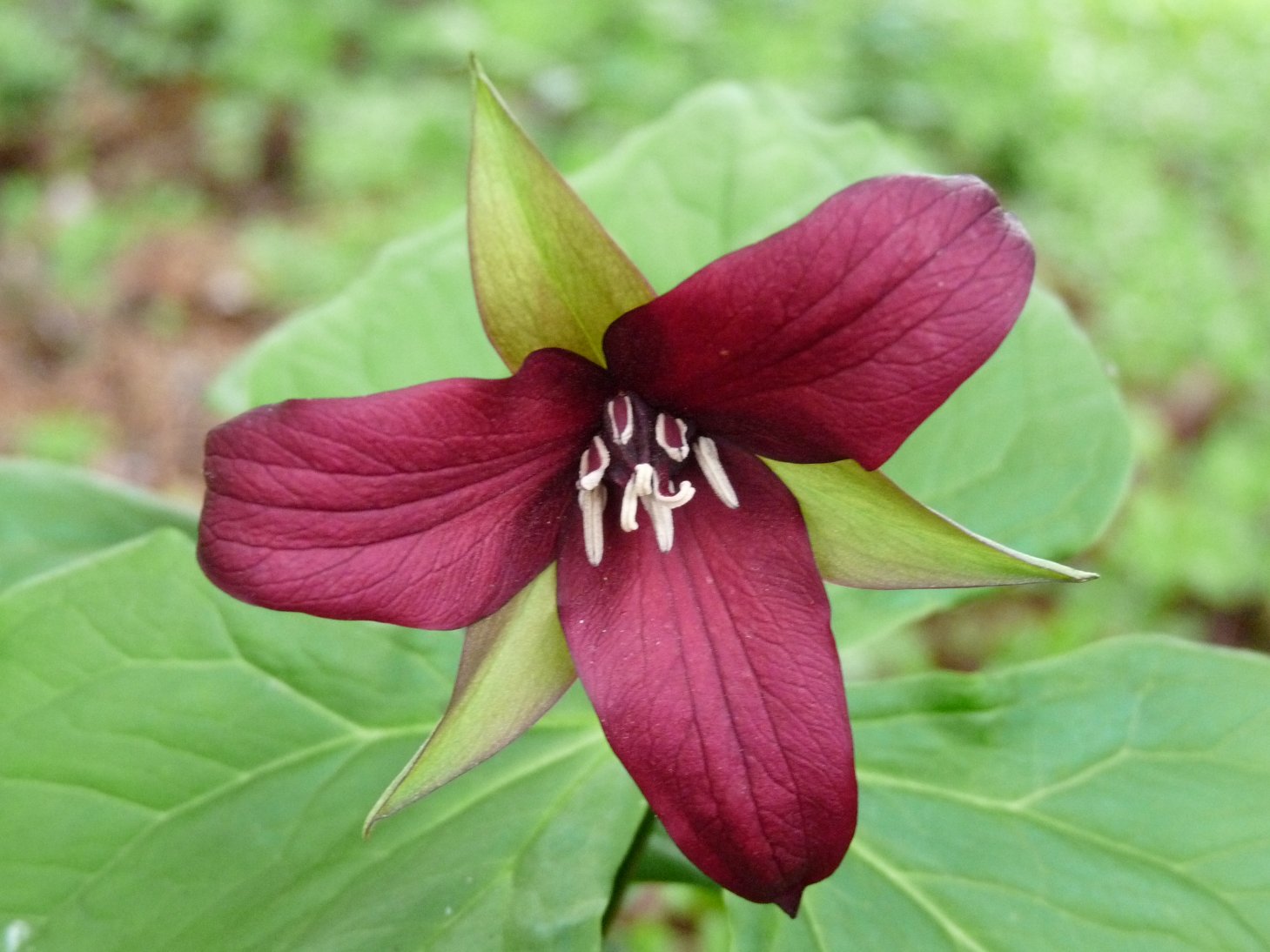 Hill Shepherd: Red Trillium