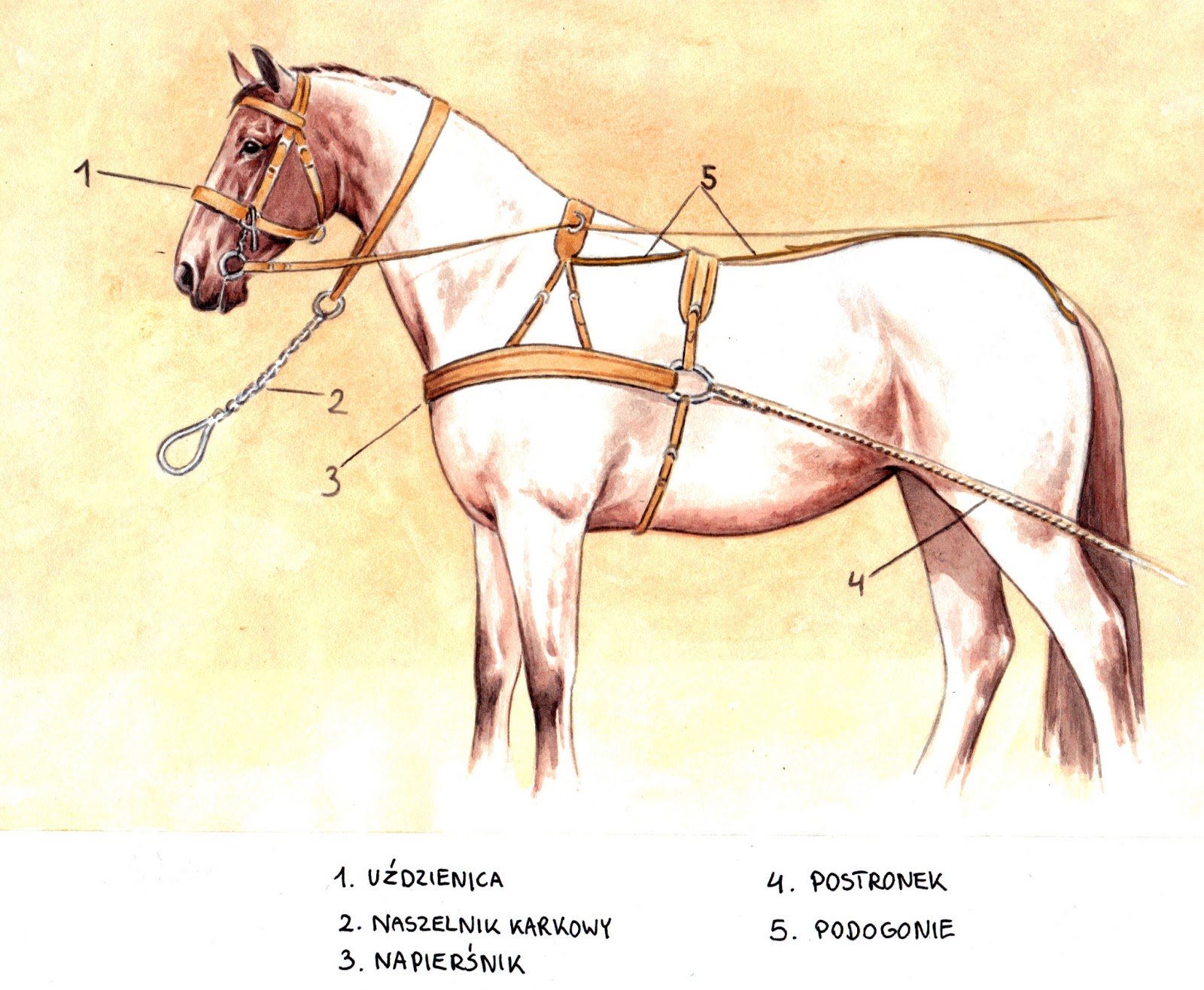 Powożenie zaprzęgami konnymi: Uprząż szorowa