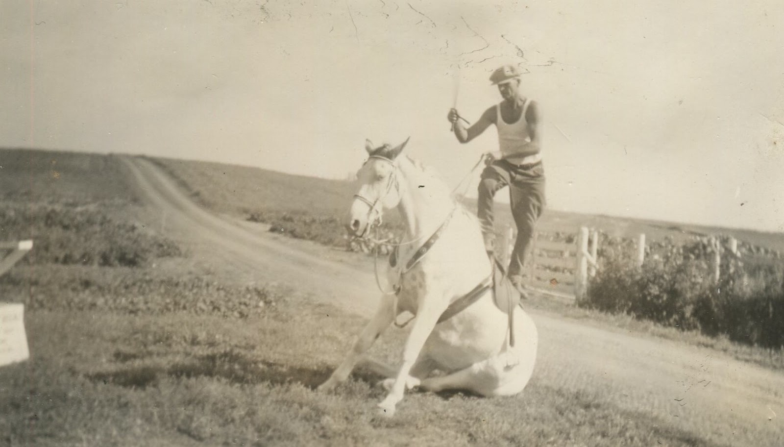 Dull Tool Dim Bulb: Training a High School Horse Vintage snapshot ...