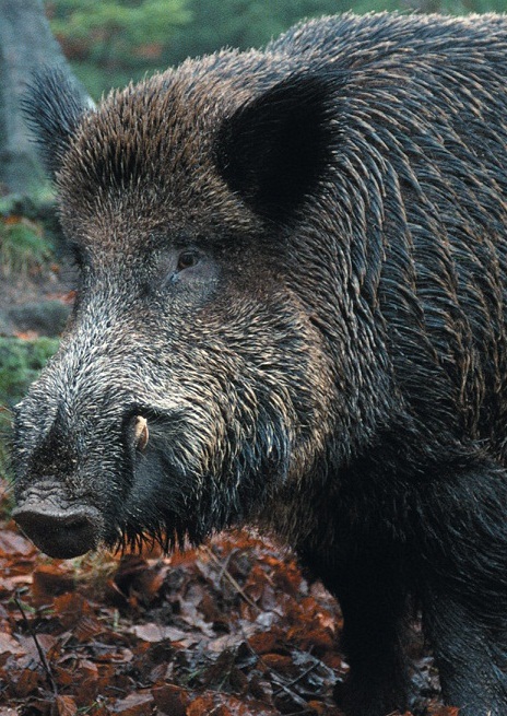 Sonhar com Javali. Significado