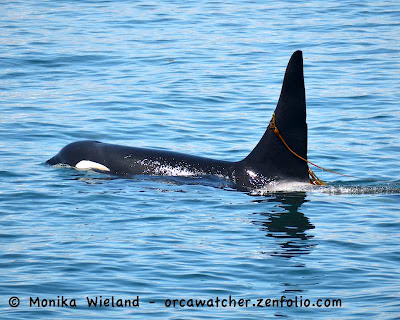 Orca Watcher: Another Spectacular Sunday: Eagles, J-Pod, and the L12s