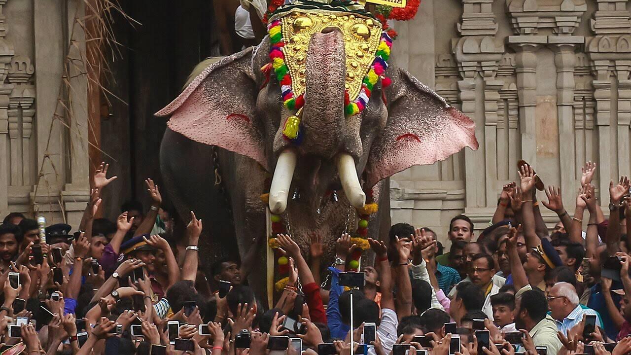 Kerala Elephants Images | Kerala elephants wallpapers HD | Kerala ...