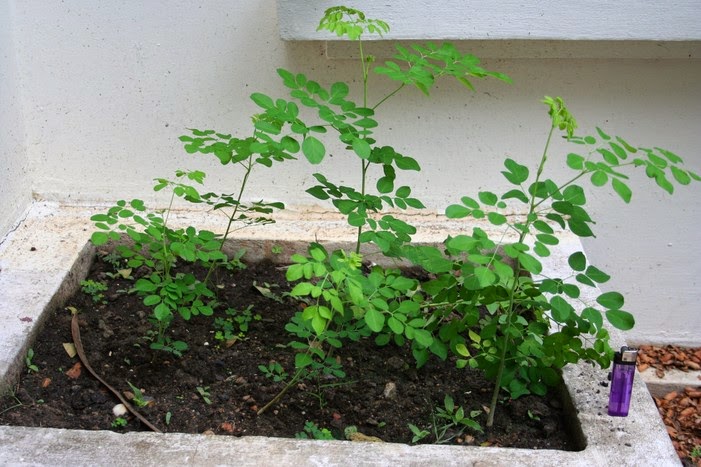 MORINGA: Growing Moringa Oleifera in Australia from Seeds. - Moringa ...