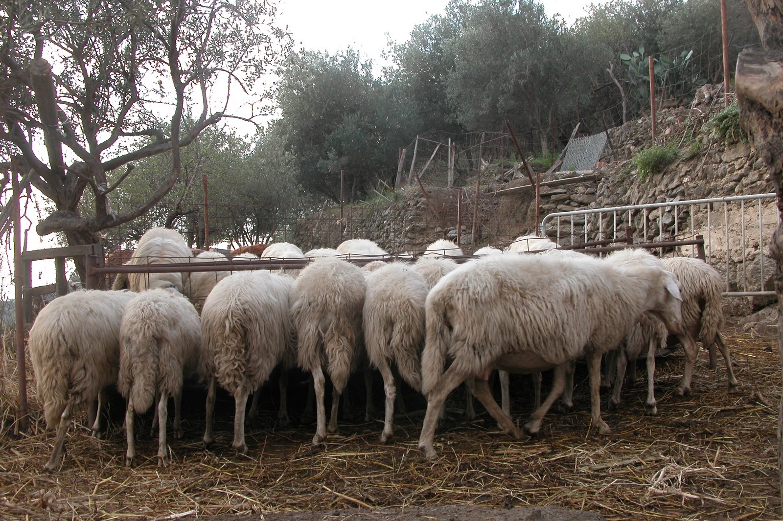 I LOVE PLATI': La fattoria degli animali (reg. John Halas e Joy ...