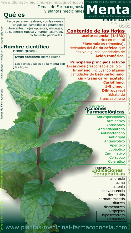 Temas de Farmacognosia: Propiedades de la Menta. Infografía resumen