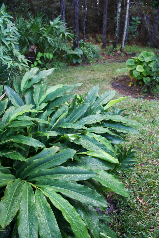 The Rainforest Garden: Fall is Full of Flowers