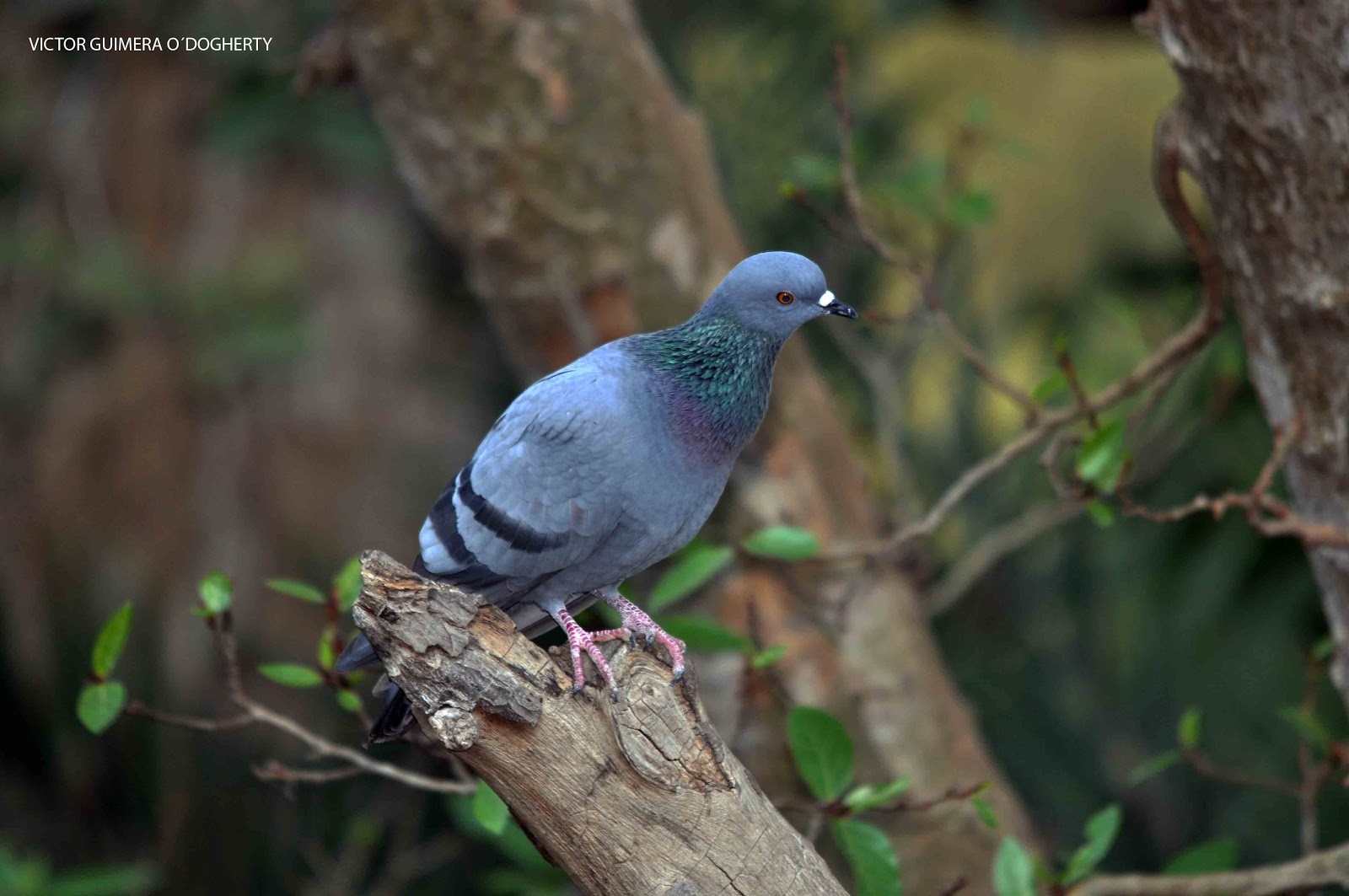 Mis imágenes de aves: LA PALOMA BRAVIA