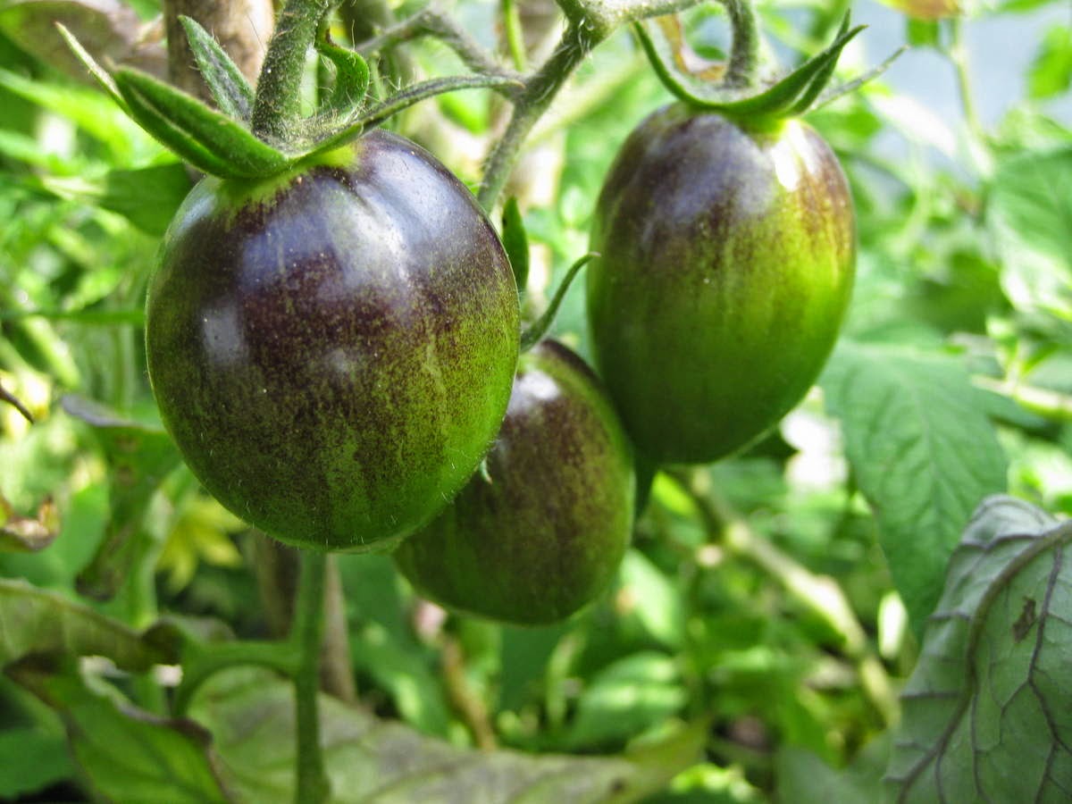 Mostly Tomato Mania: Shadow Boxing, bred by Tom Wagner