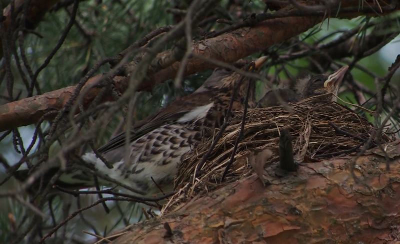 Knuts fugleblogg: Gråtrost (Turdus pilaris) mater unger