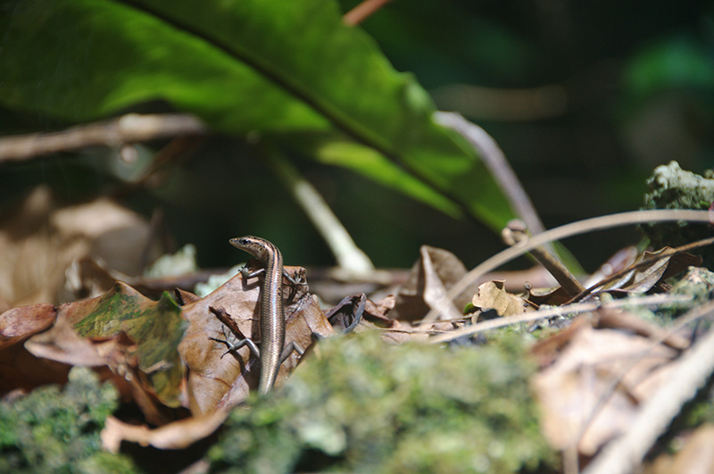The Adventures of S/V Silhouette: More News About Niue