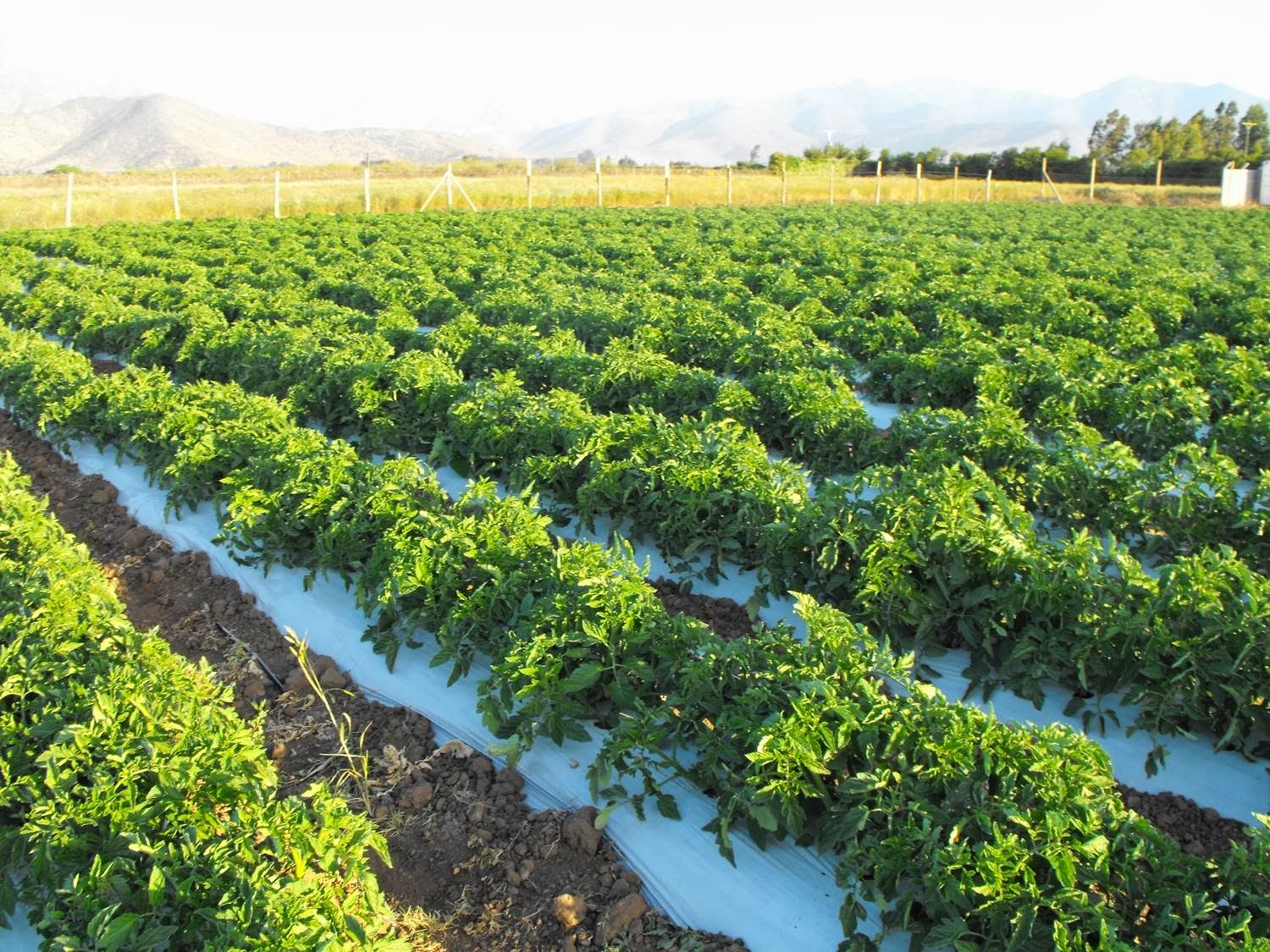 HORTALIZAS AL AIRE LIBRE Y EN INVERNADEROS: PRODUCCION DE ALMACIGOS DE ...