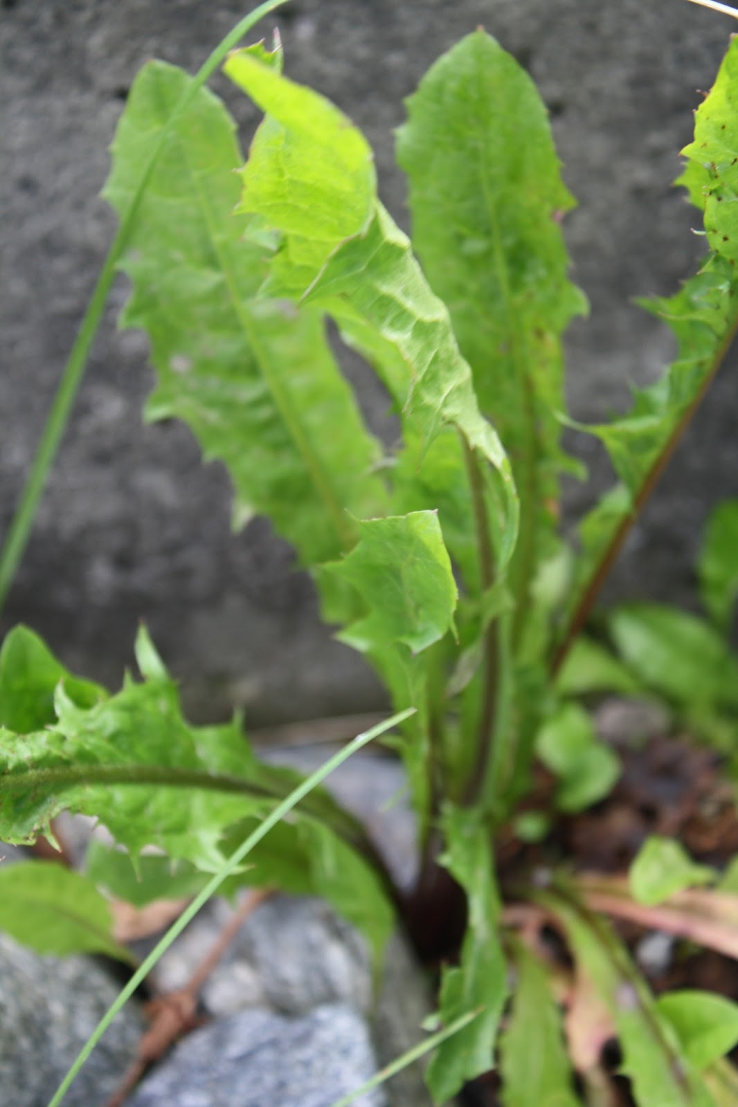 Planter i bestemors hage: Ugress