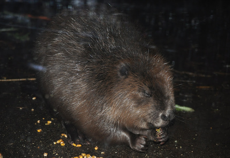 ZOOTOGRAFIANDO (6.100 ANIMALS): CASTOR EUROPEO / EURASIAN BEAVER ...