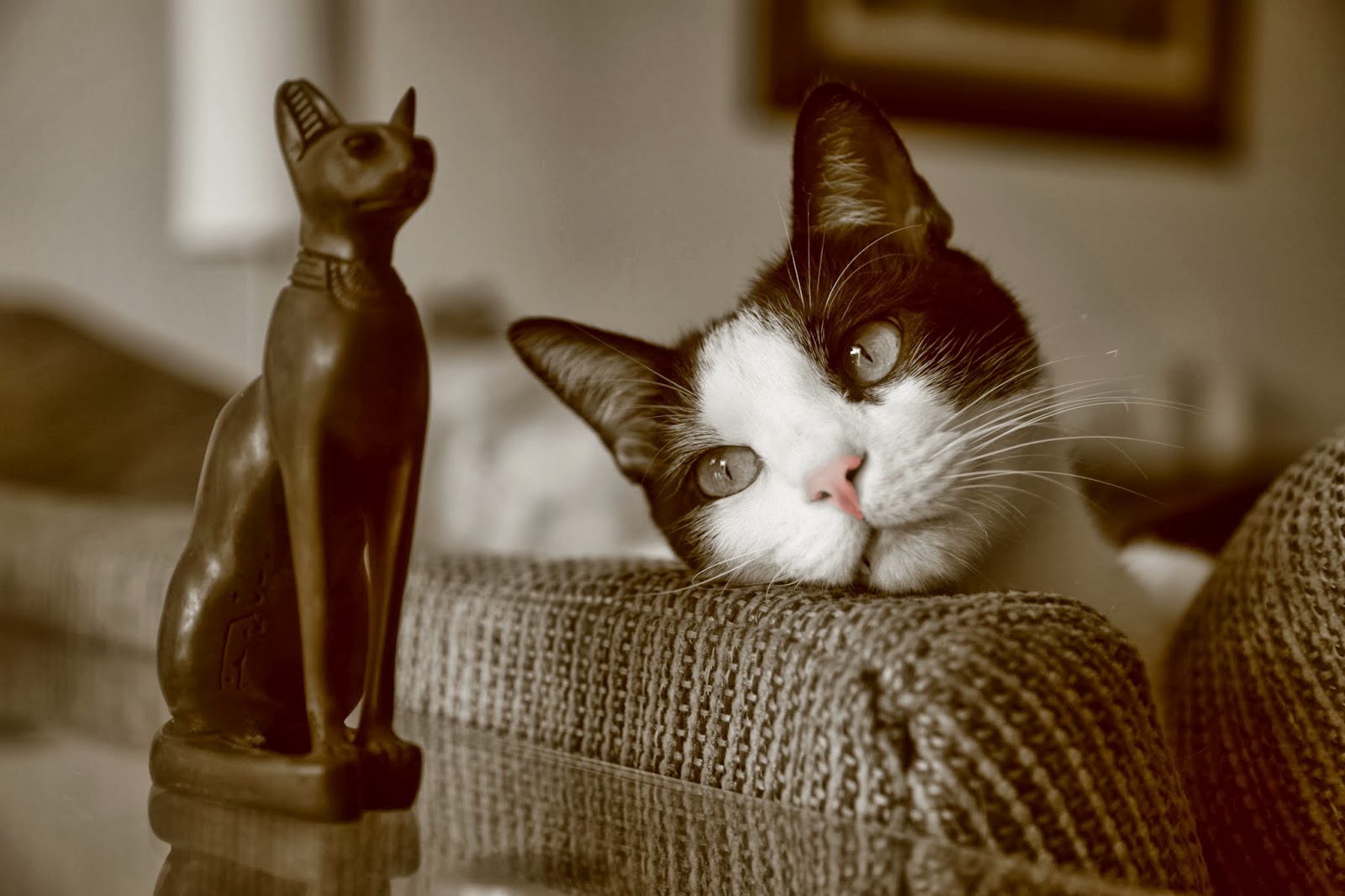 El ronroneo de los Gatos ~ Revista Gatos