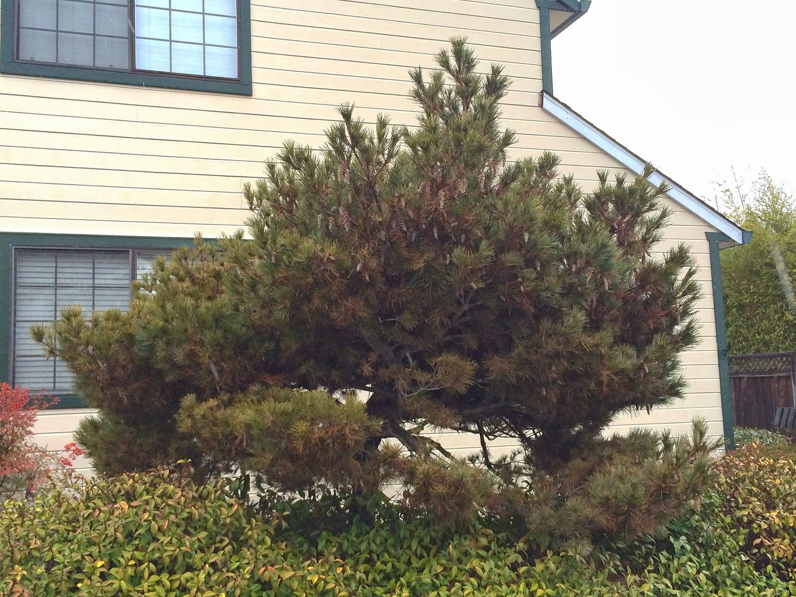 Trees of Santa Cruz County: Pinus strobus 'Nana' - Dwarf Eastern White Pine