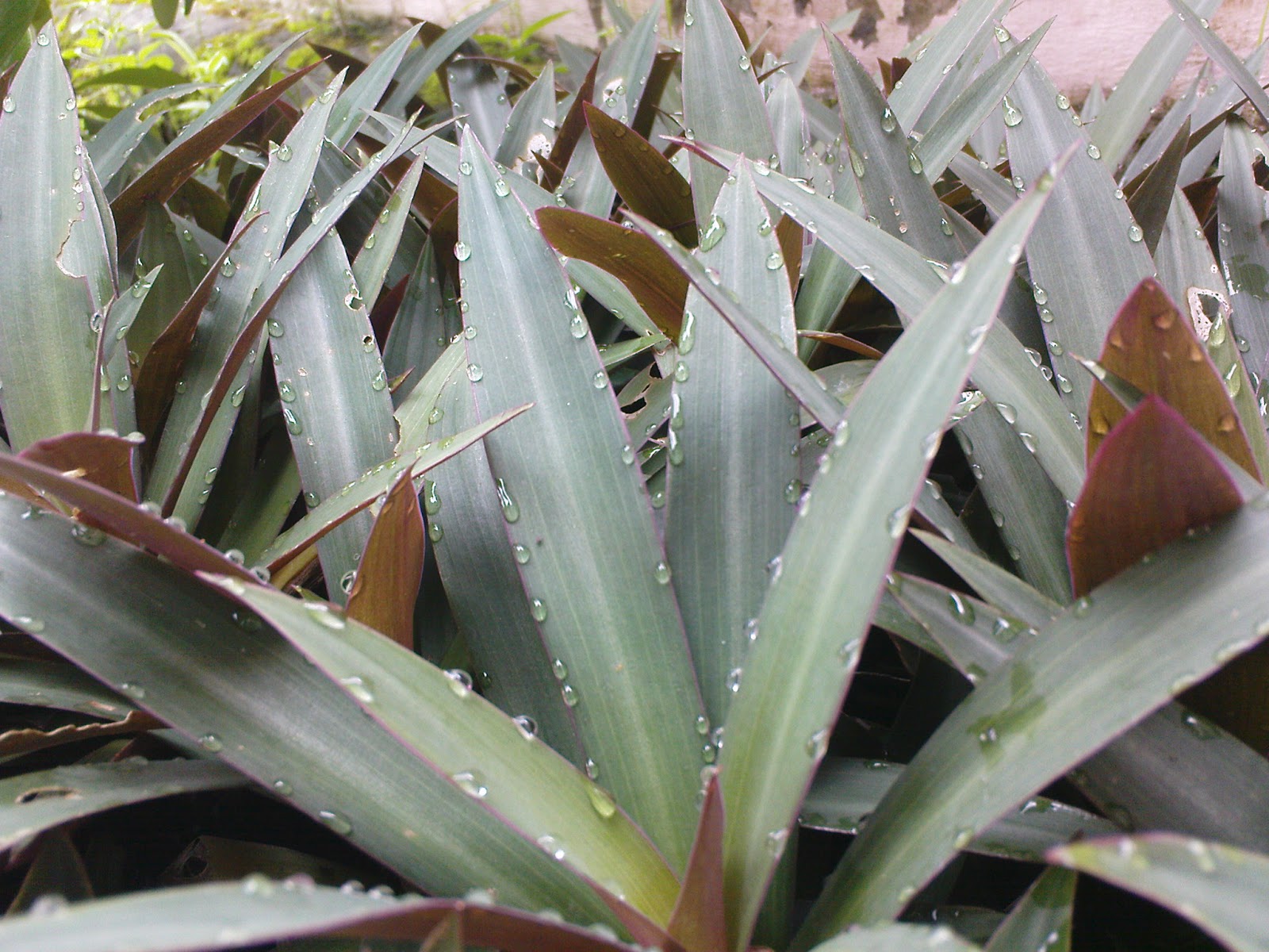 Just All I Know: osmosis rhoe discolor