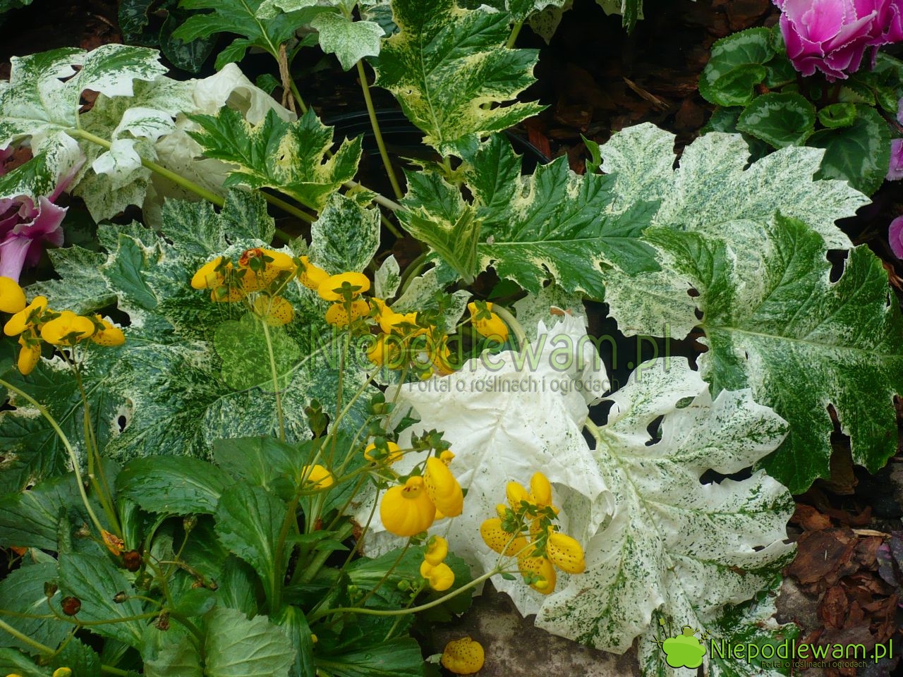 niepodlewam: Akant: uprawa, choroby i szkodniki