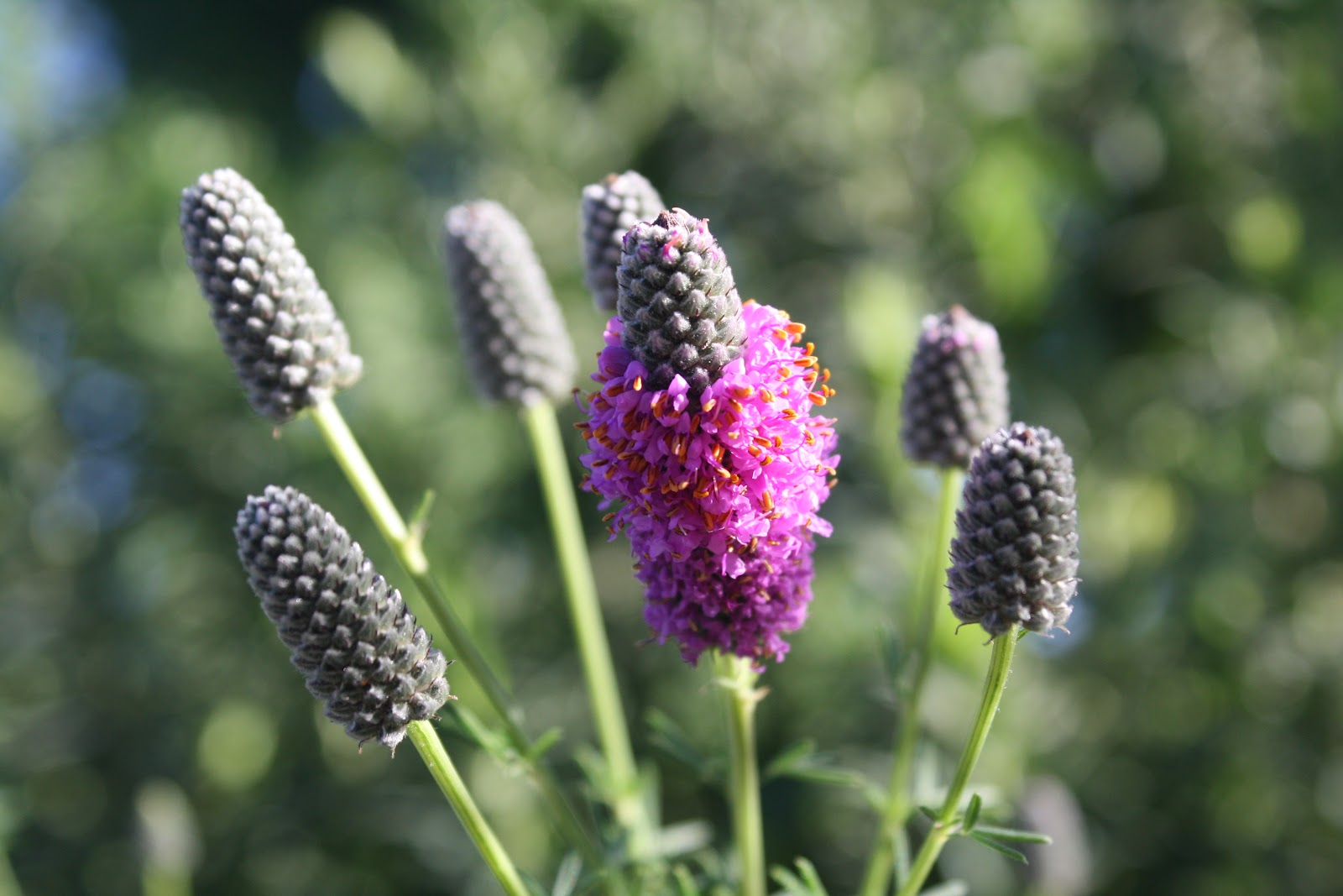 MIDWEST GROUNDCOVERS Display Gardens & Plant Trials: Drought Tolerant ...