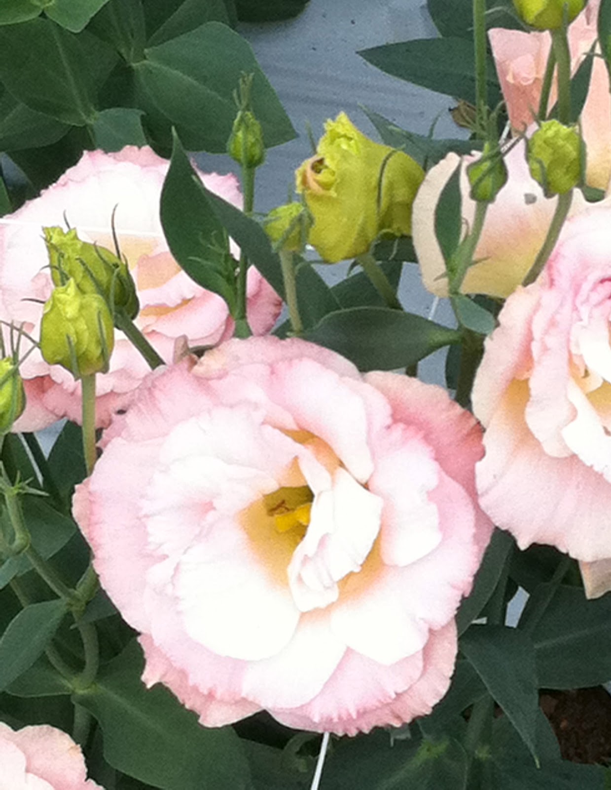 Notes and News from Shady Grove Gardens: Lisianthus - let the planting ...