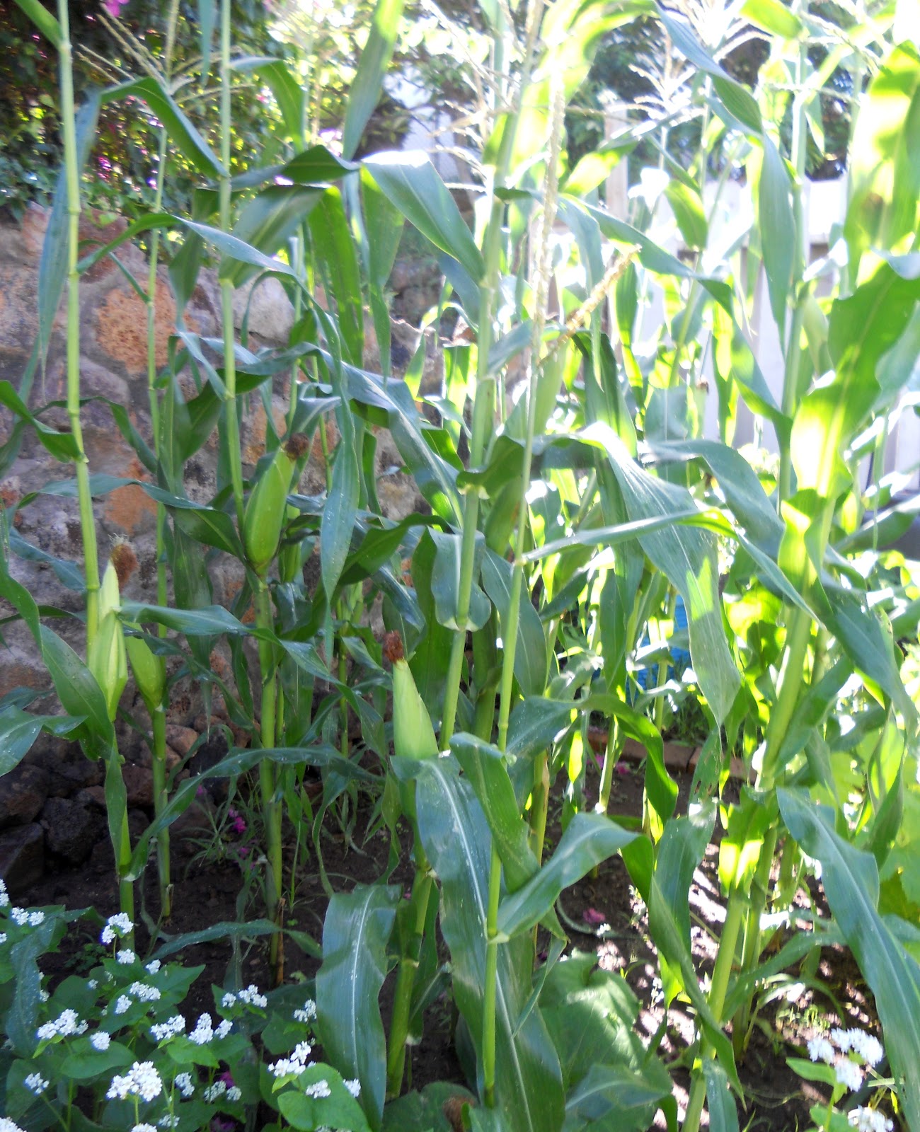 A Kitchen Garden in Kihei Maui: Growing Heirloom Corn