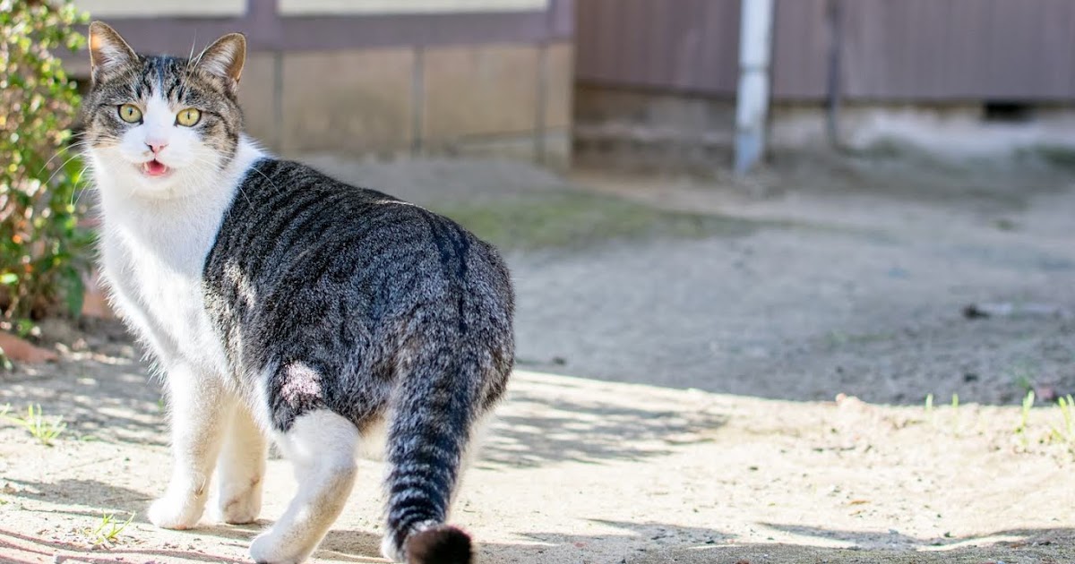 [Vim] gdbデバッグの時にmain関数で止まらないようにする|Scratch book