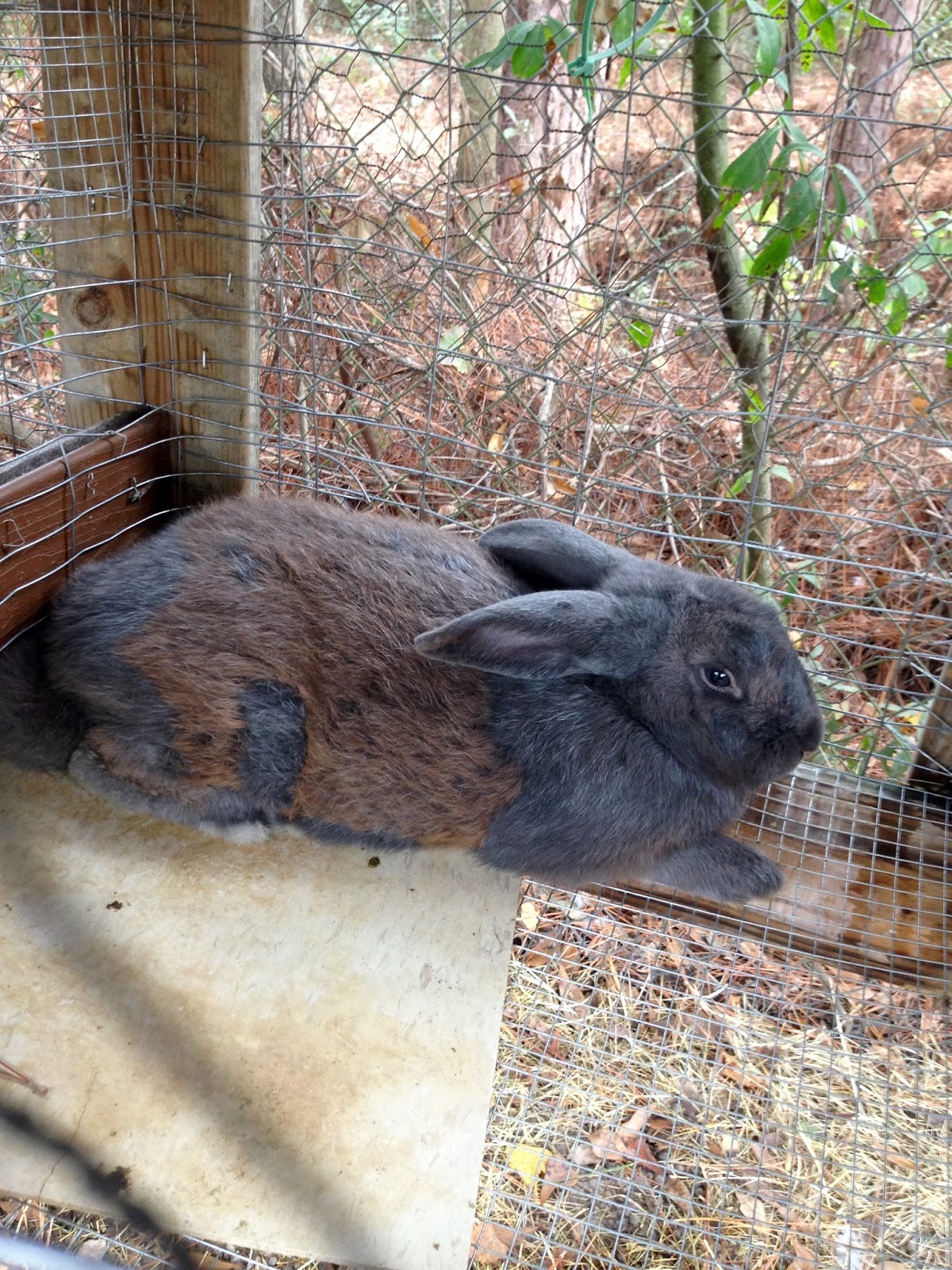 Silver Flemish Giant