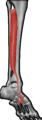 musculo tibial posterior
