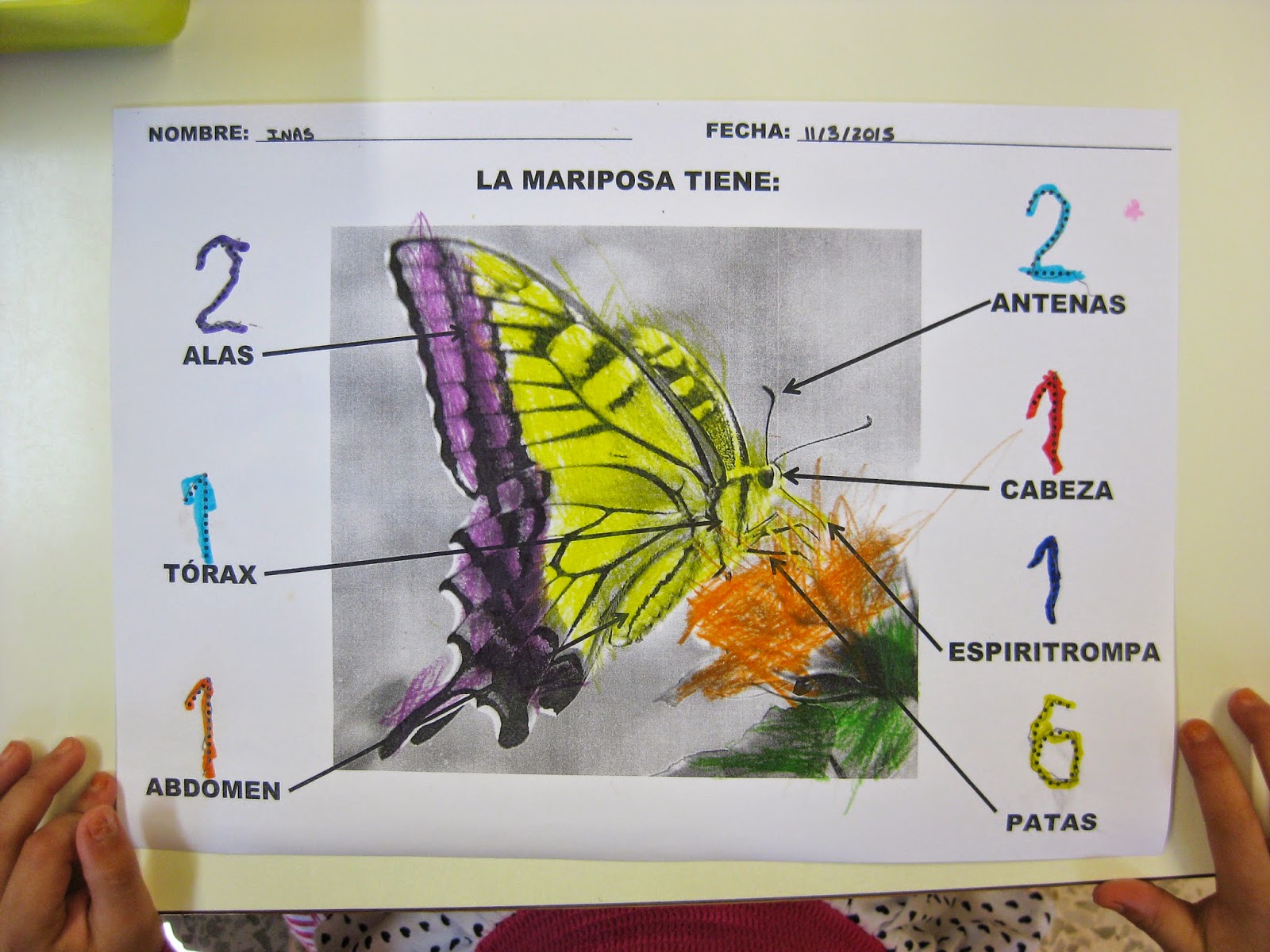 Trabajando con personitas: Las partes de la MARIPOSA