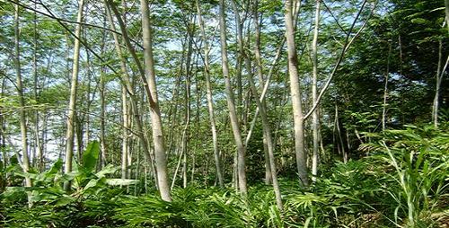 Bagi anda yang mau berinvestasi, budidaya pohon sengon mungkin bisa ...