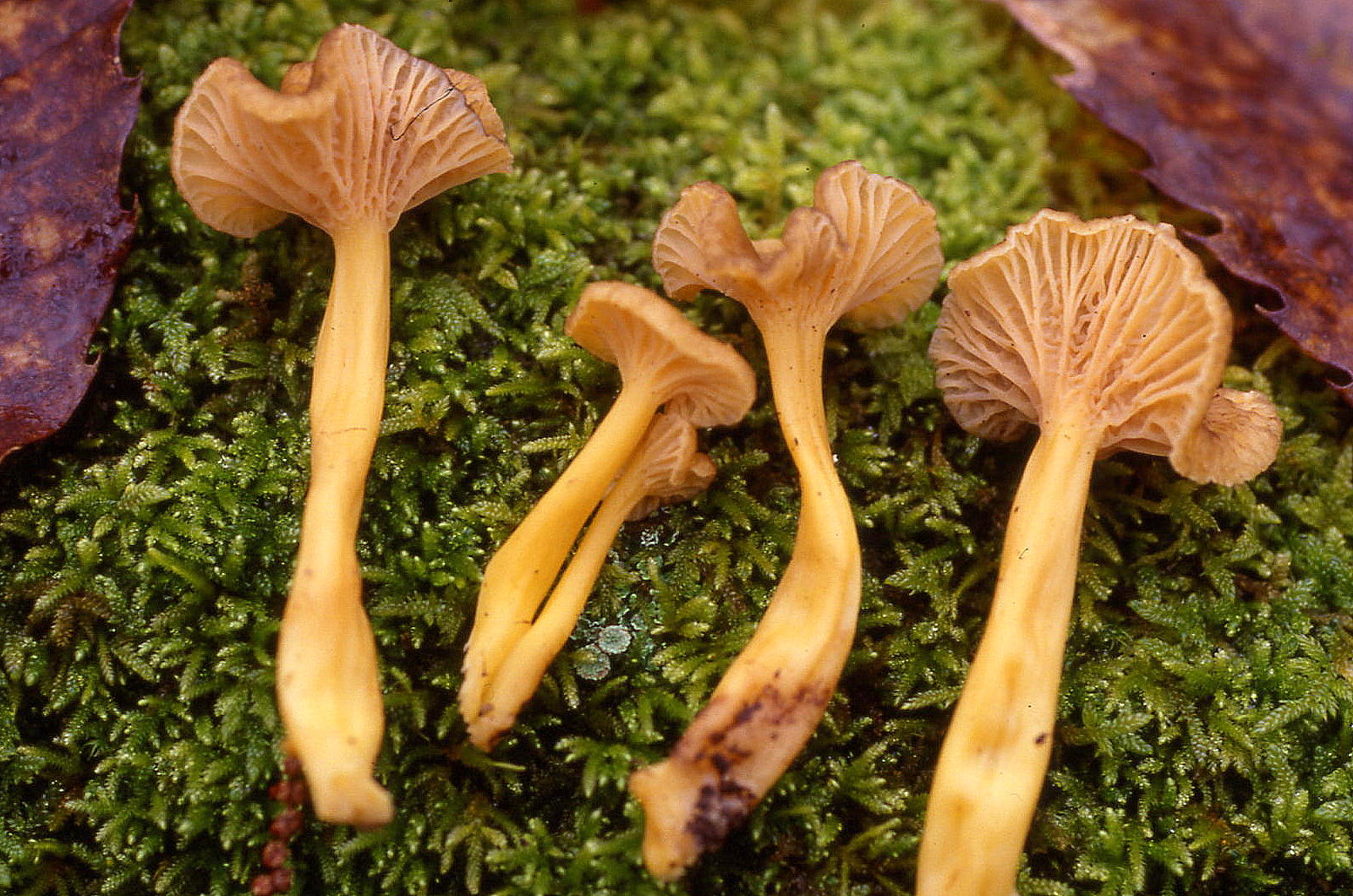 Setas Extremadura : Cantharellus Lutescens