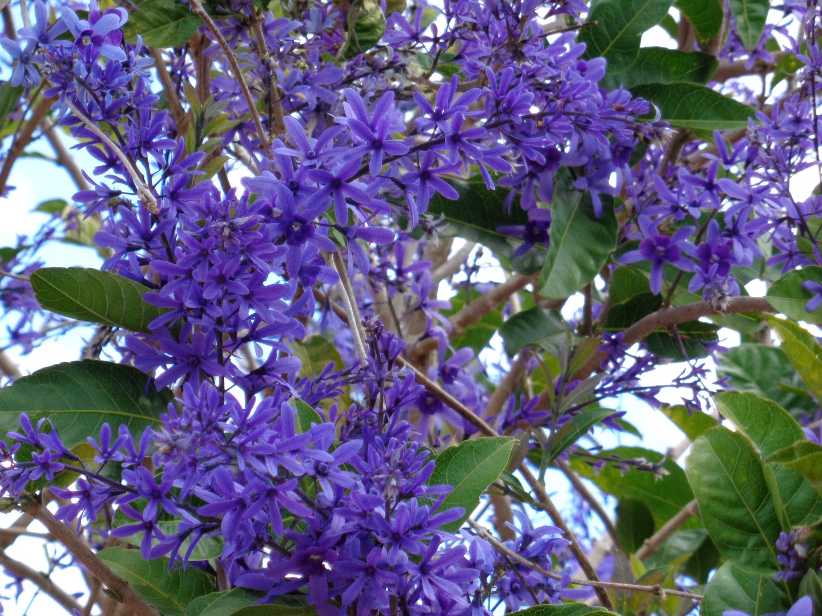 University of Florida/IFAS Charlotte County Extension: The queen’s ...